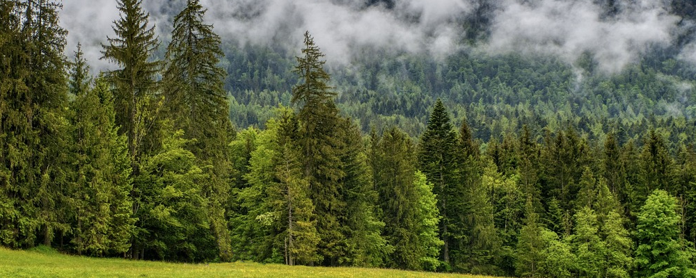 When Is A Tree Not A Tree - Quill and Tales